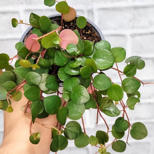 Peperomia Ruby Cascade - Etsy