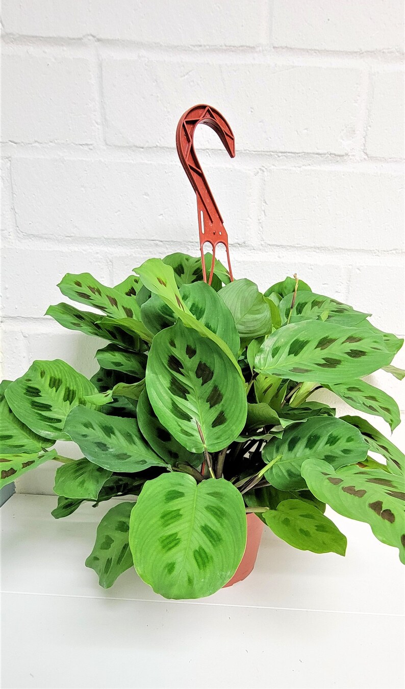 Maranta Green Variegated Maranta Variegated Prayer Plant - Etsy