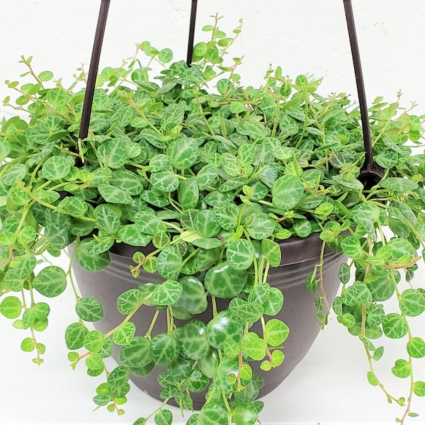 String of Turtles Plant - Etsy