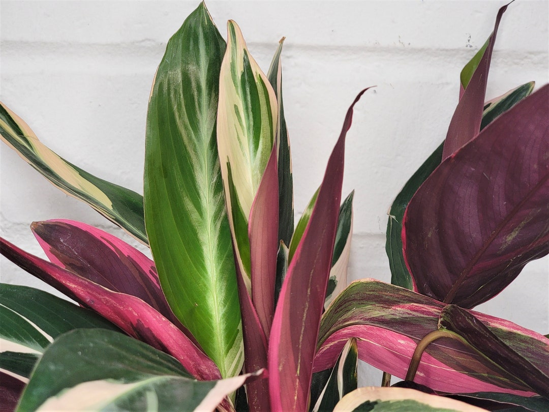 Stromanthe Triostar Calathea Triostar Tricolor Prayer - Etsy