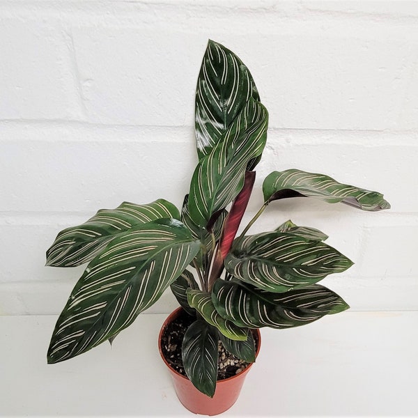 Calathea - Etsy