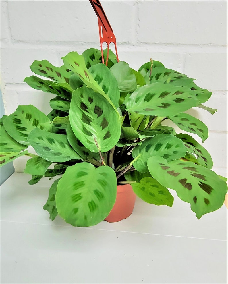 Maranta Green Variegated Maranta Variegated Prayer Plant - Etsy