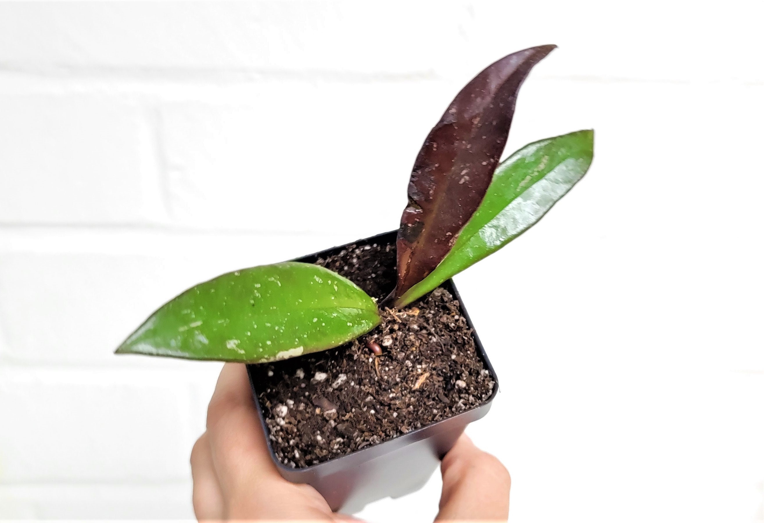 Hoya Pubicaly X 'black Dragon Hoya royal Hawaiian Purple - Etsy