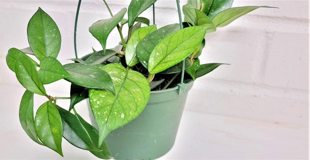 Hoya Fungii Splash Collector Plant live Plant in 3 - Etsy