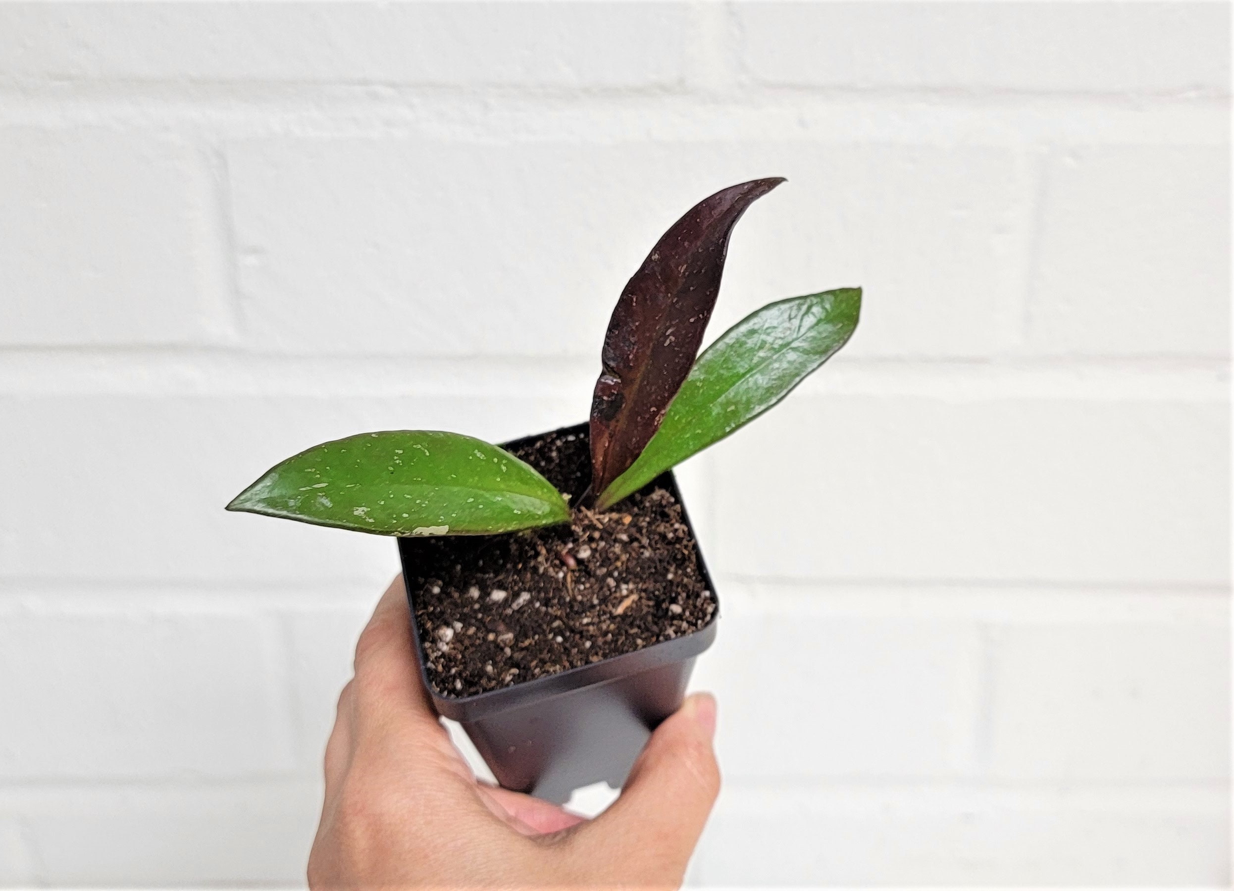 Hoya Pubicaly X 'black Dragon Hoya royal Hawaiian Purple - Etsy