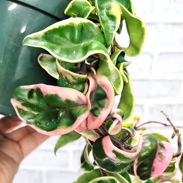 Hindu Rope Variegated - Etsy