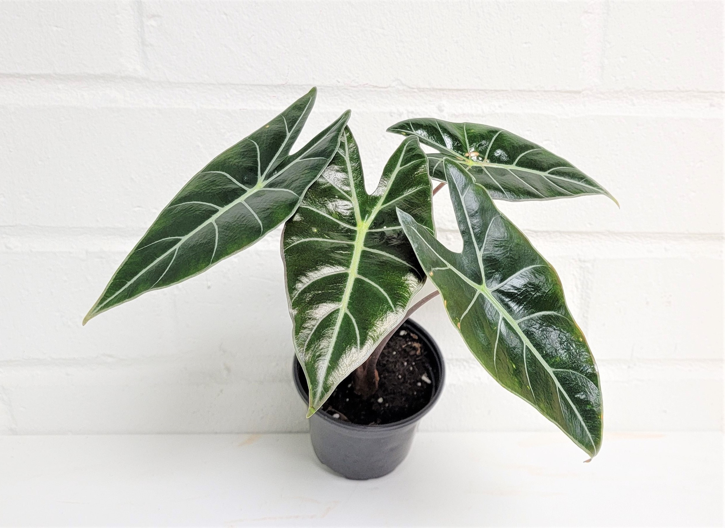 Alocasia Varieties: Everything You Need to Know Bomb Fell