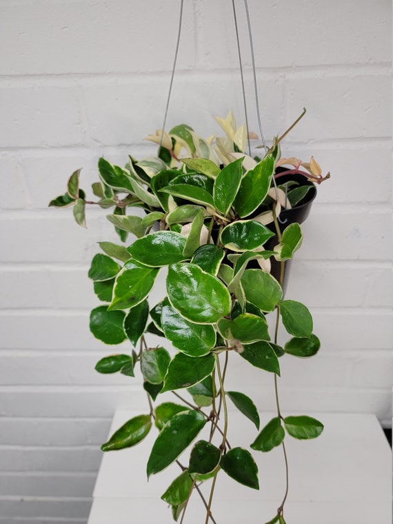 Ferns, Grasses & Bamboo Outdoor & Gardening Variegated Hoya Plant Hoya ...