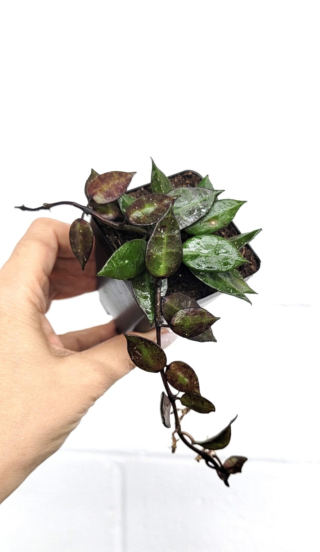 Hoya Krohniana Eskimo BLACK Plant Hoya Krohnianahoya Eskimo - Etsy
