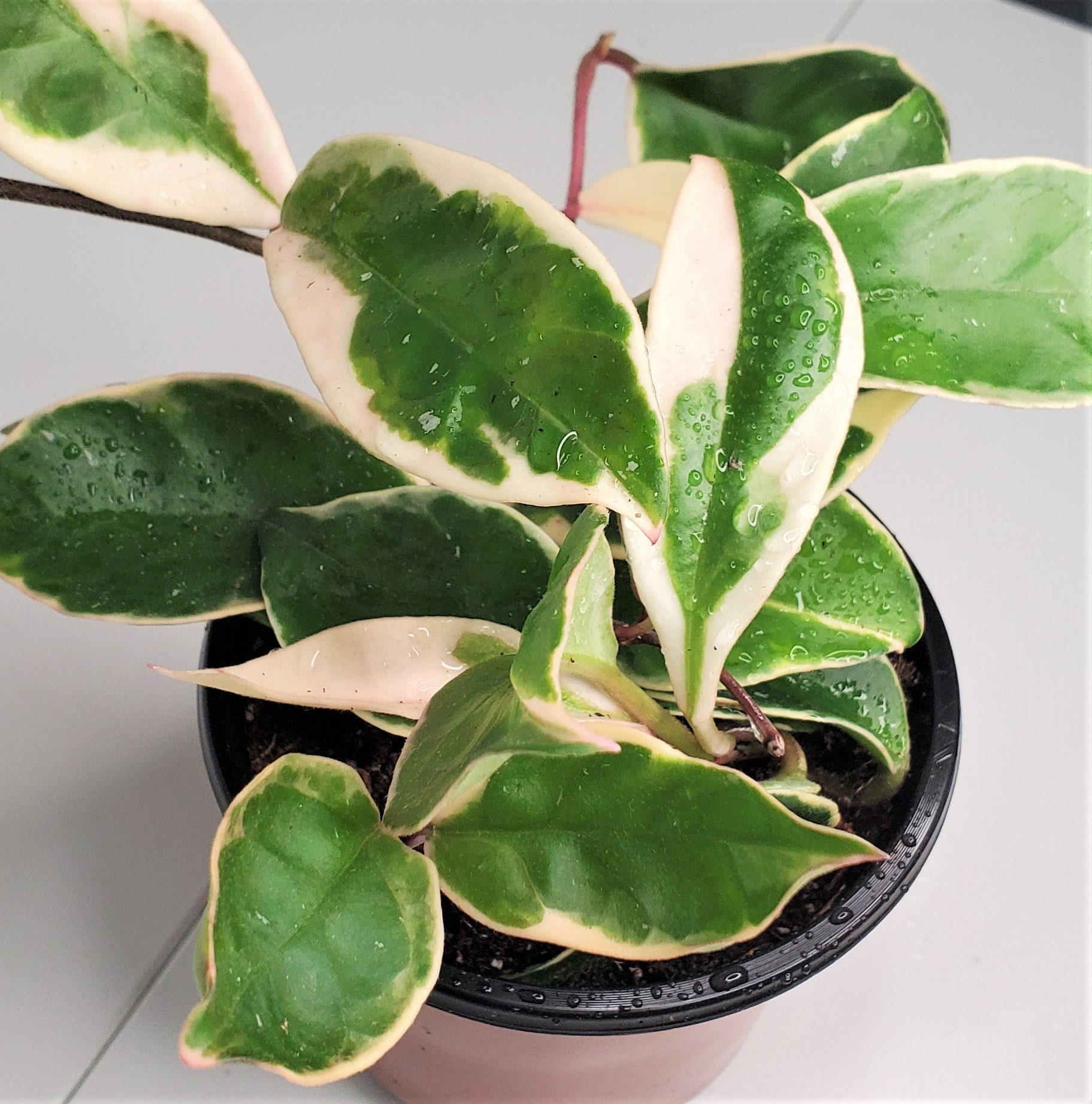 Gardening & Plants Hoya Variegated Carnosa-Rooted/FREE SHIPPING Plants ...