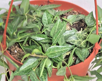 String of Spades Plant - Etsy