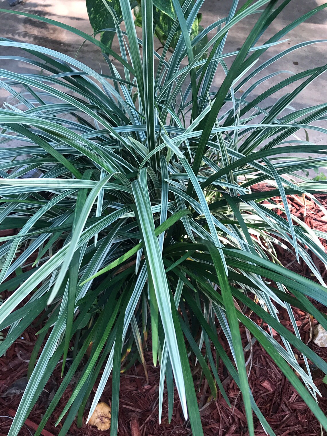 Liriope Muscari, Aztec Grass 4 Baby Plants - Etsy