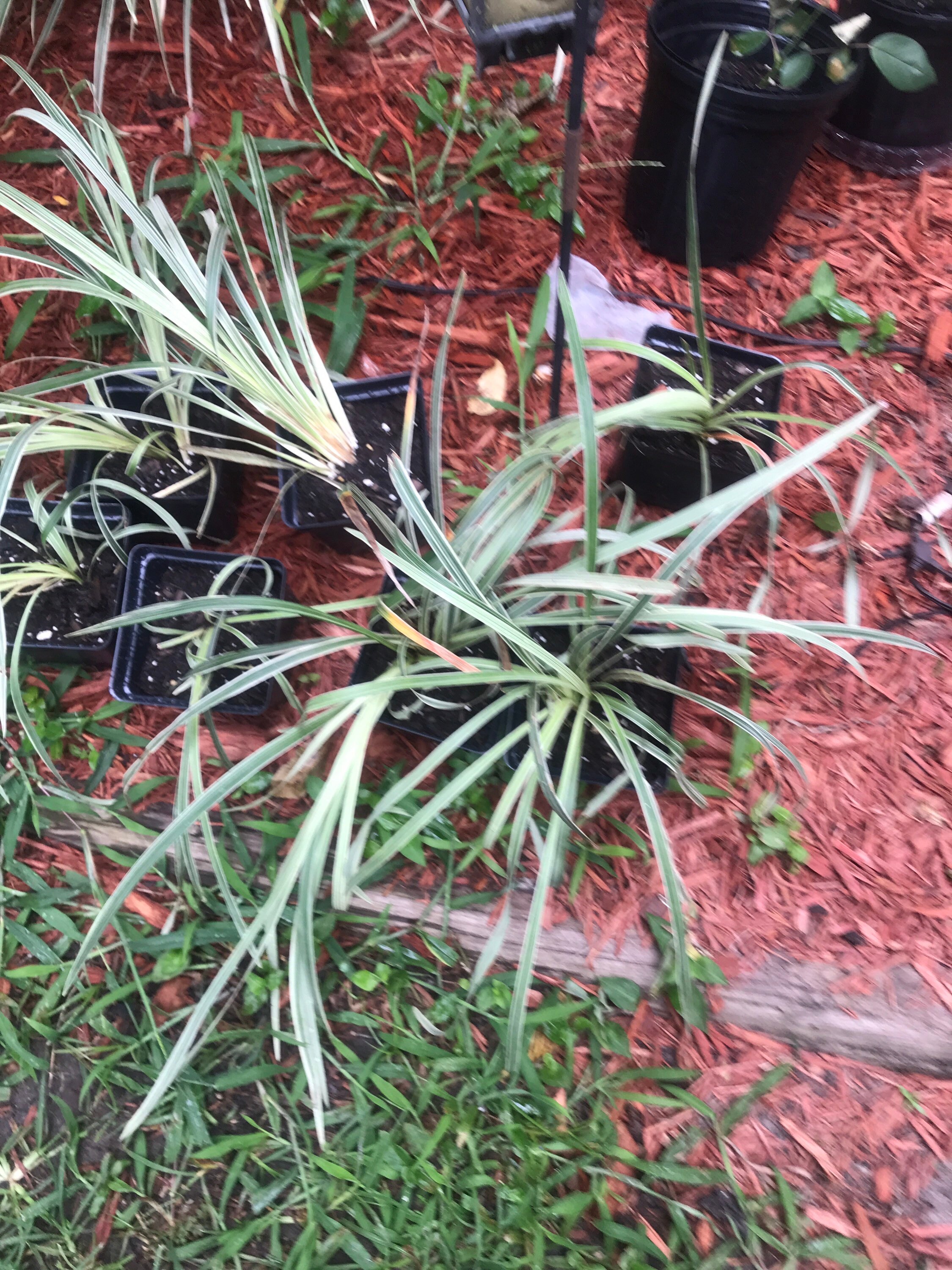 Liriope Muscari, Aztec Grass 4 Baby Plants - Etsy