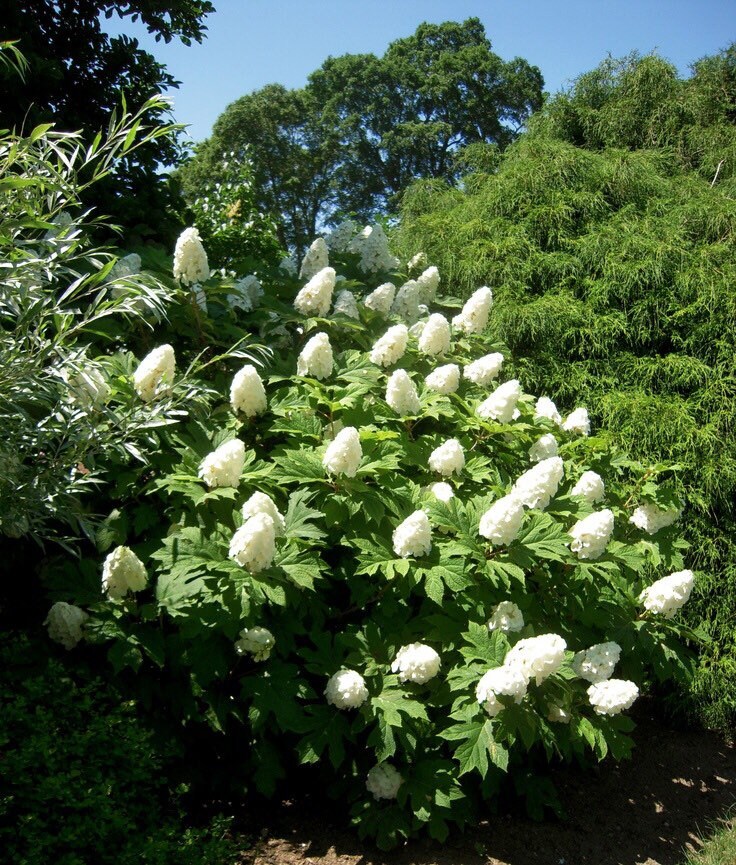 Oakleaf Hydrangea Alice