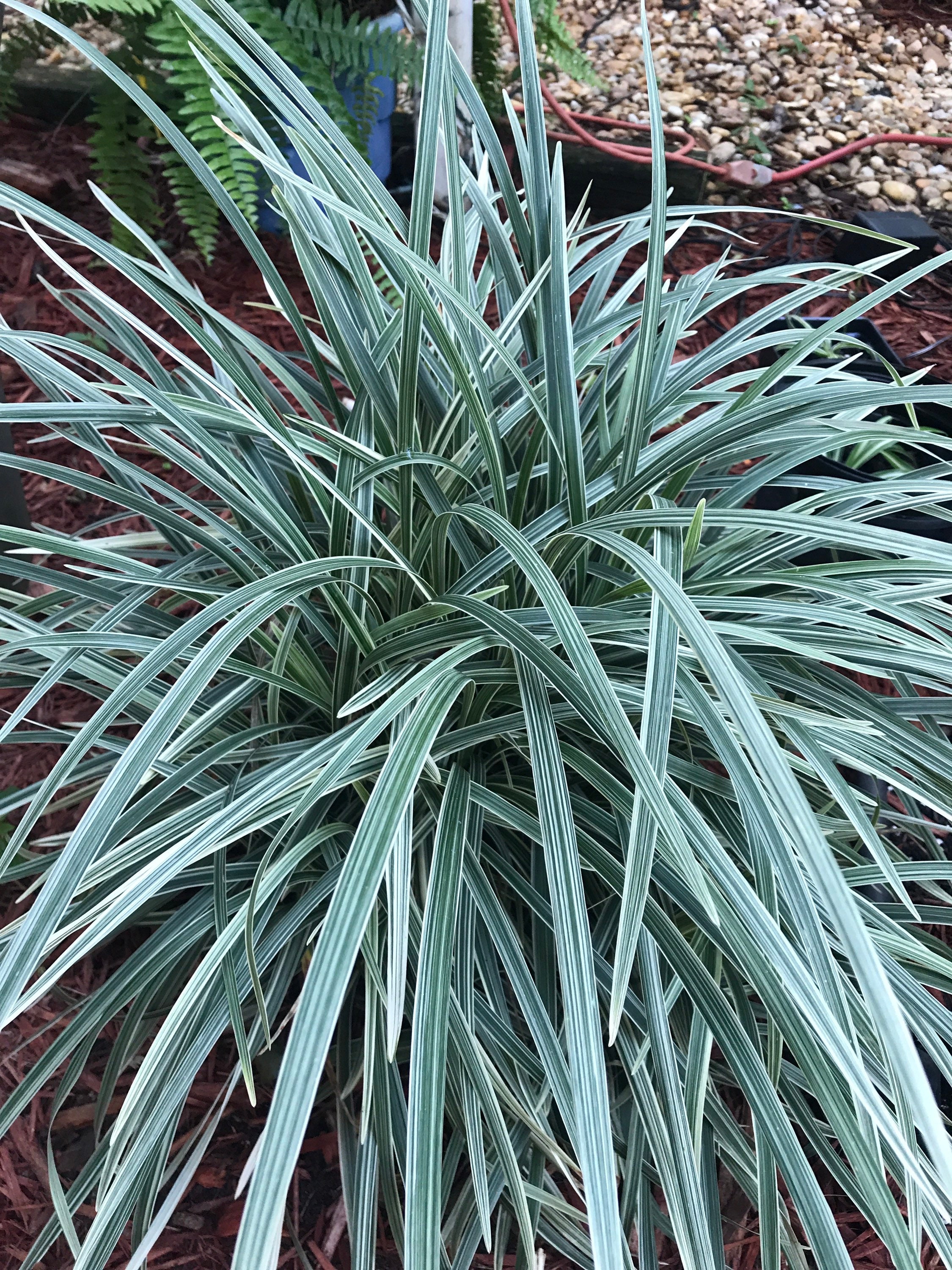 Liriope Muscari, Aztec Grass 4 Baby Plants - Etsy