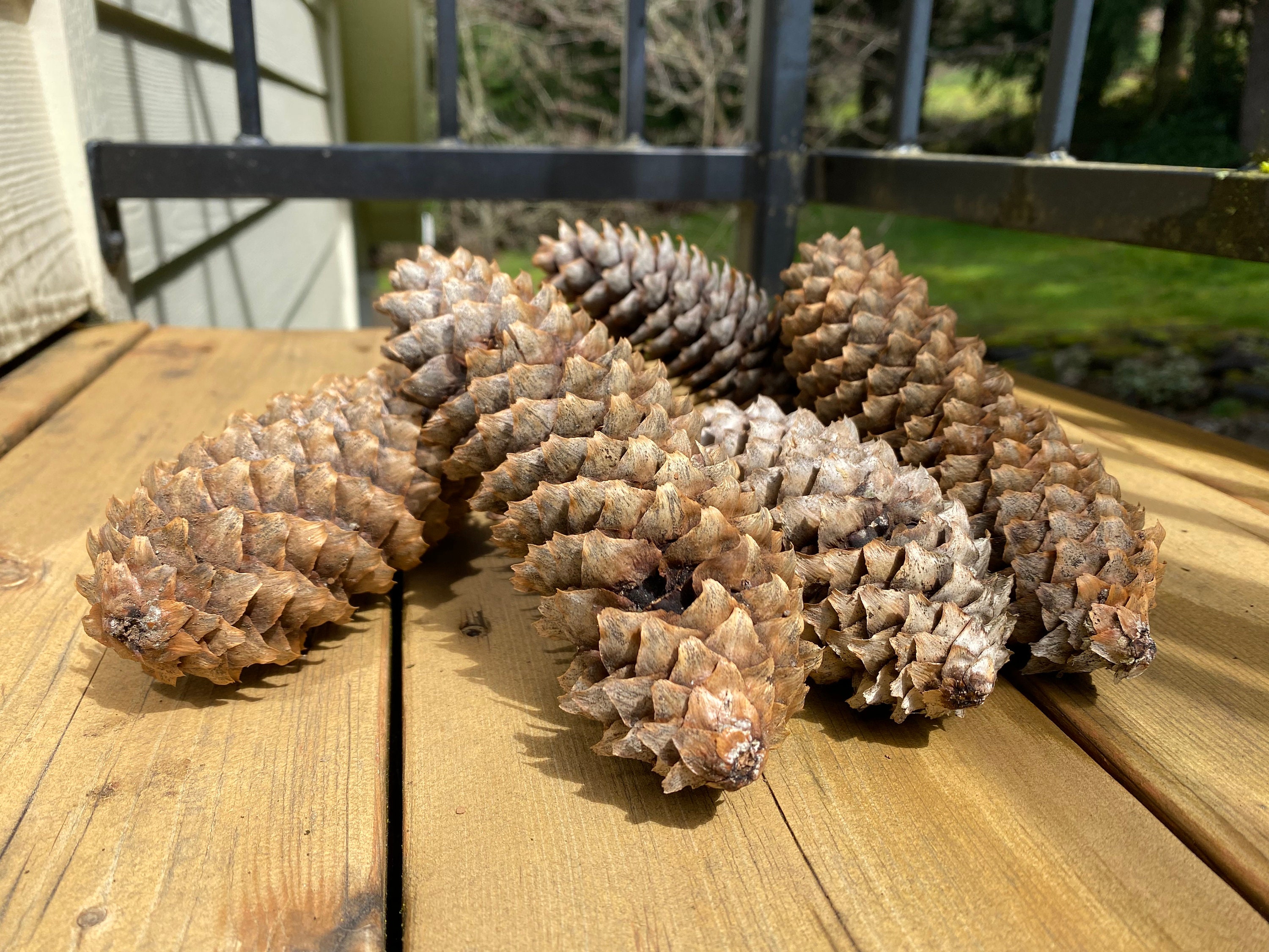 X-long Huge Pinecones. Set of 6 Sustainably Harvested in Oregon. DIY ...