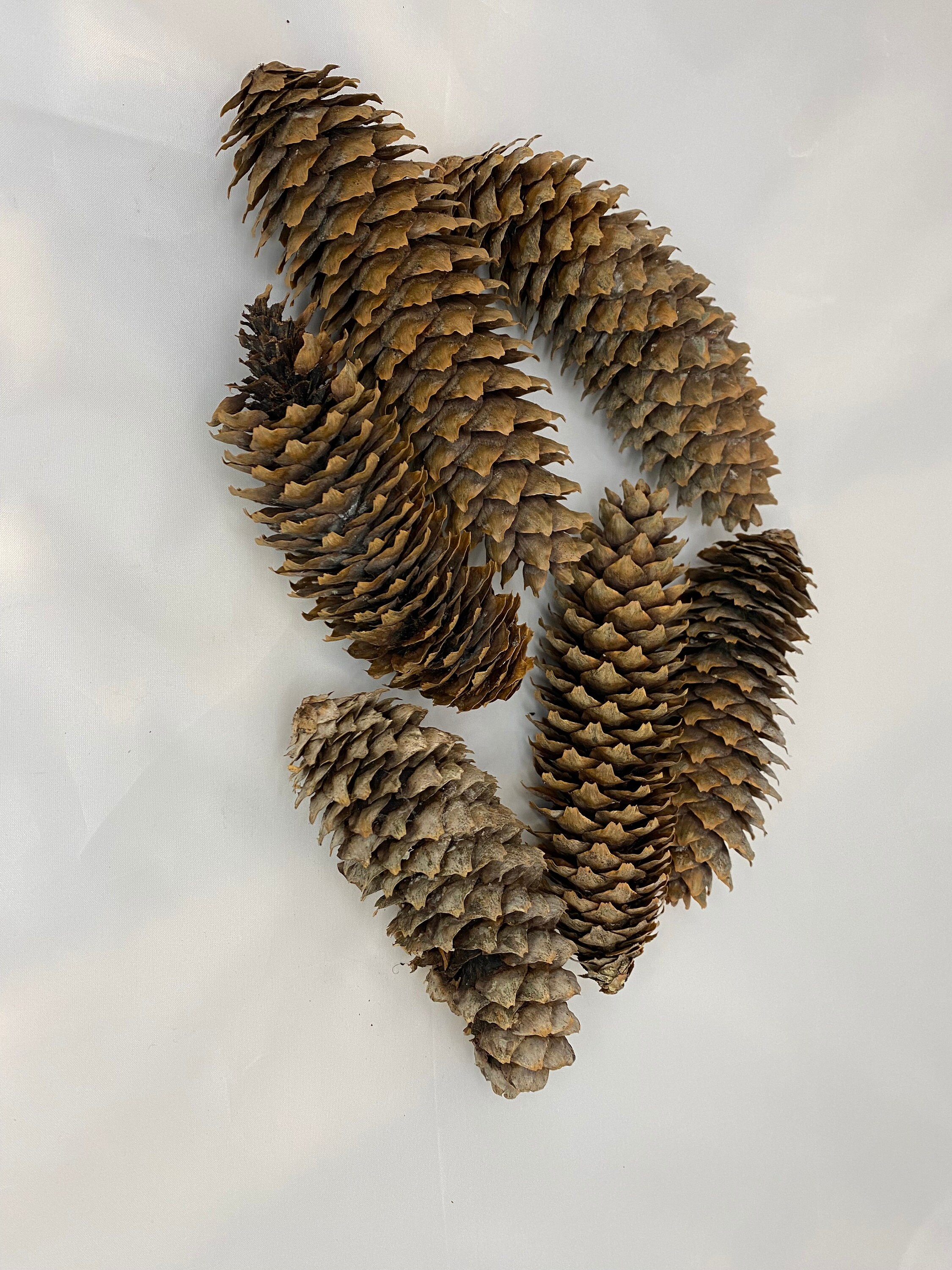 X-long Huge Pinecones. Set of 6 Sustainably Harvested in Oregon. DIY ...