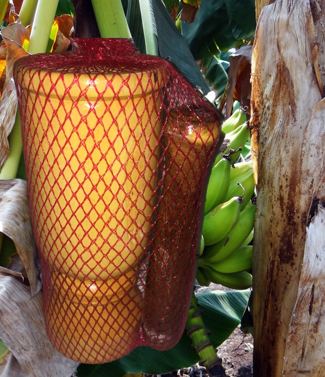 Large Wood Mortar (pilon De Cocinar) - Etsy