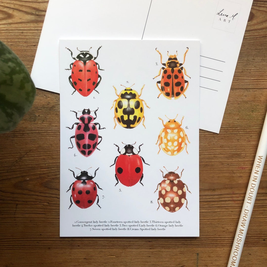 Ladybug Species A6 Postcard, Mini Art Print - Etsy