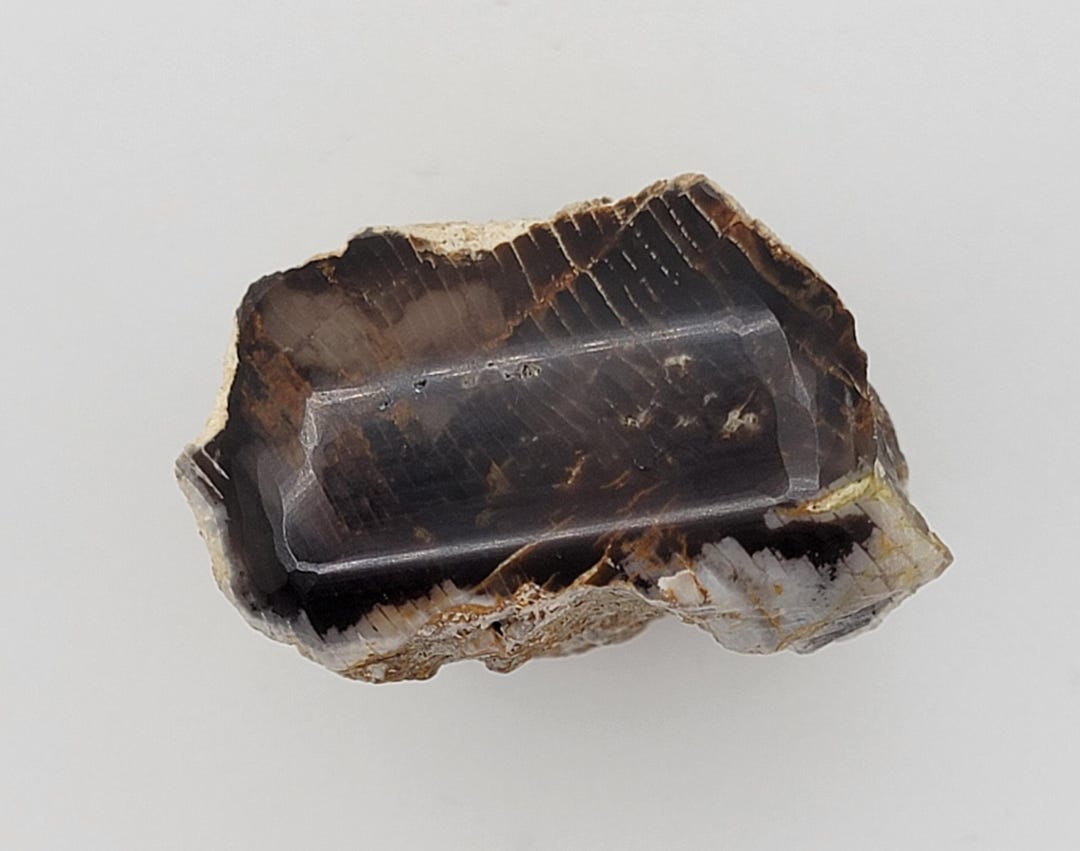 Limb Cast - Agatized Petrified Wood - 3.14inx2.22in - Etsy