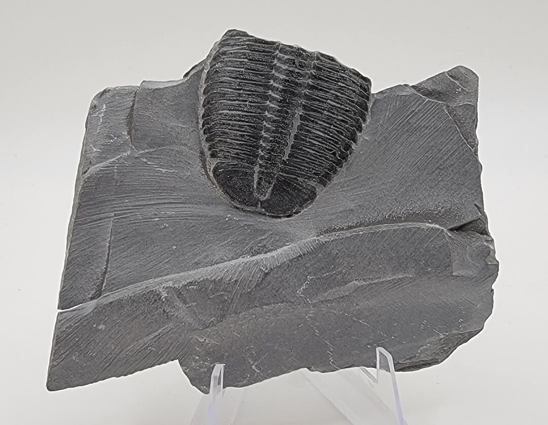 Trilobite Fossil on Shale - Mini Fossils on Back (1in/2inx3in) - Etsy