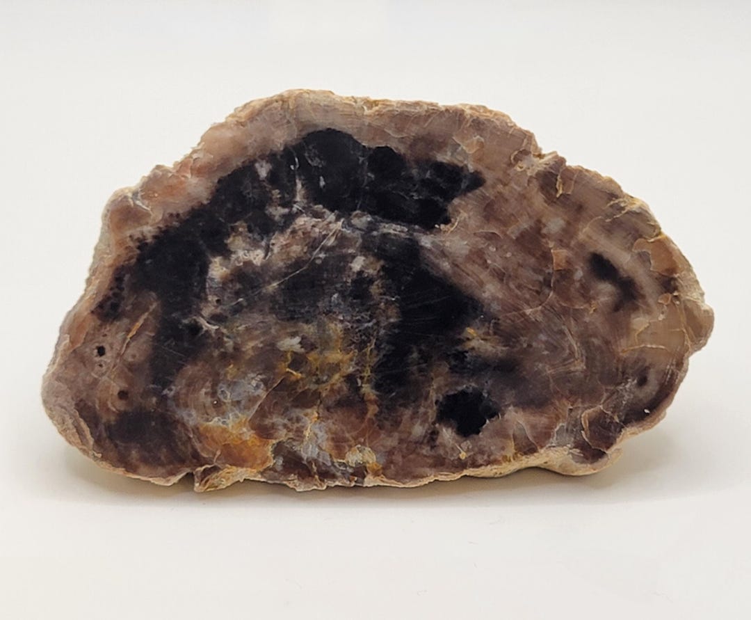 Limb Cast - Agatized Petrified Wood - 3.88inx2.25in - Etsy