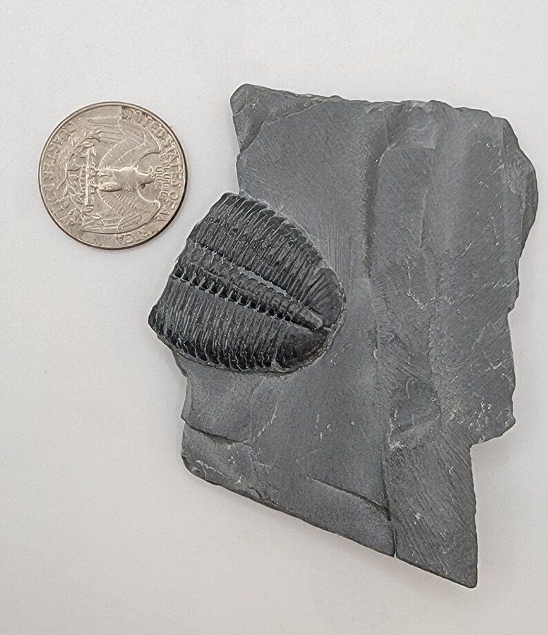 Trilobite Fossil on Shale - Mini Fossils on Back (1in/2inx3in) - Etsy