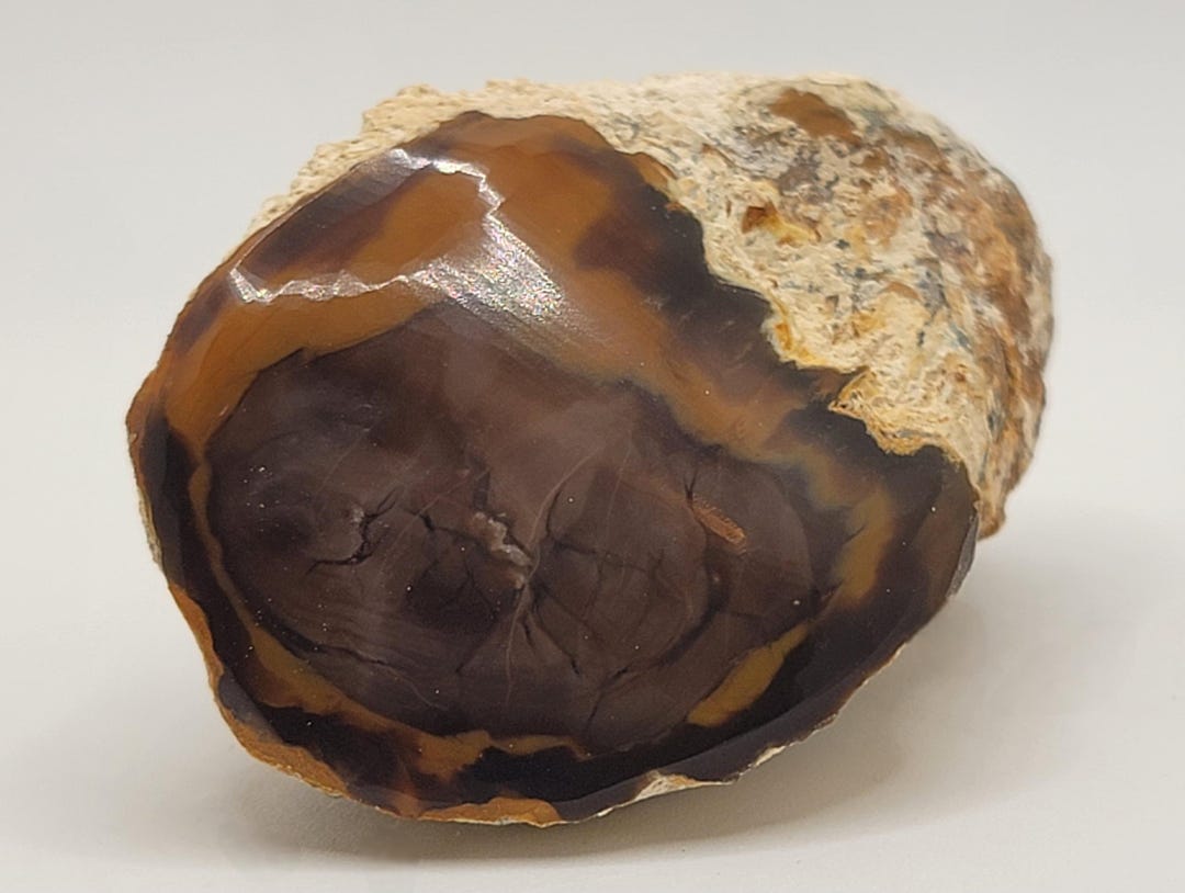 Limb Cast - Agatized Petrified Wood - 2.75inx1.75in - Etsy