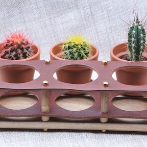 Modern Leather Cactus Stand, Ceramic Pots on Wooden Stand, High Quality ...