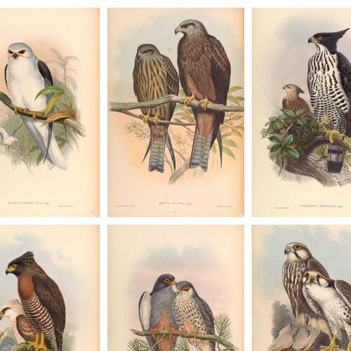 6 X A4 Antique Bird Prints a Set of Six Individual - Etsy