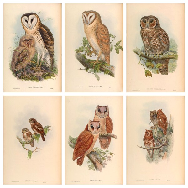 Owl Prints - Etsy