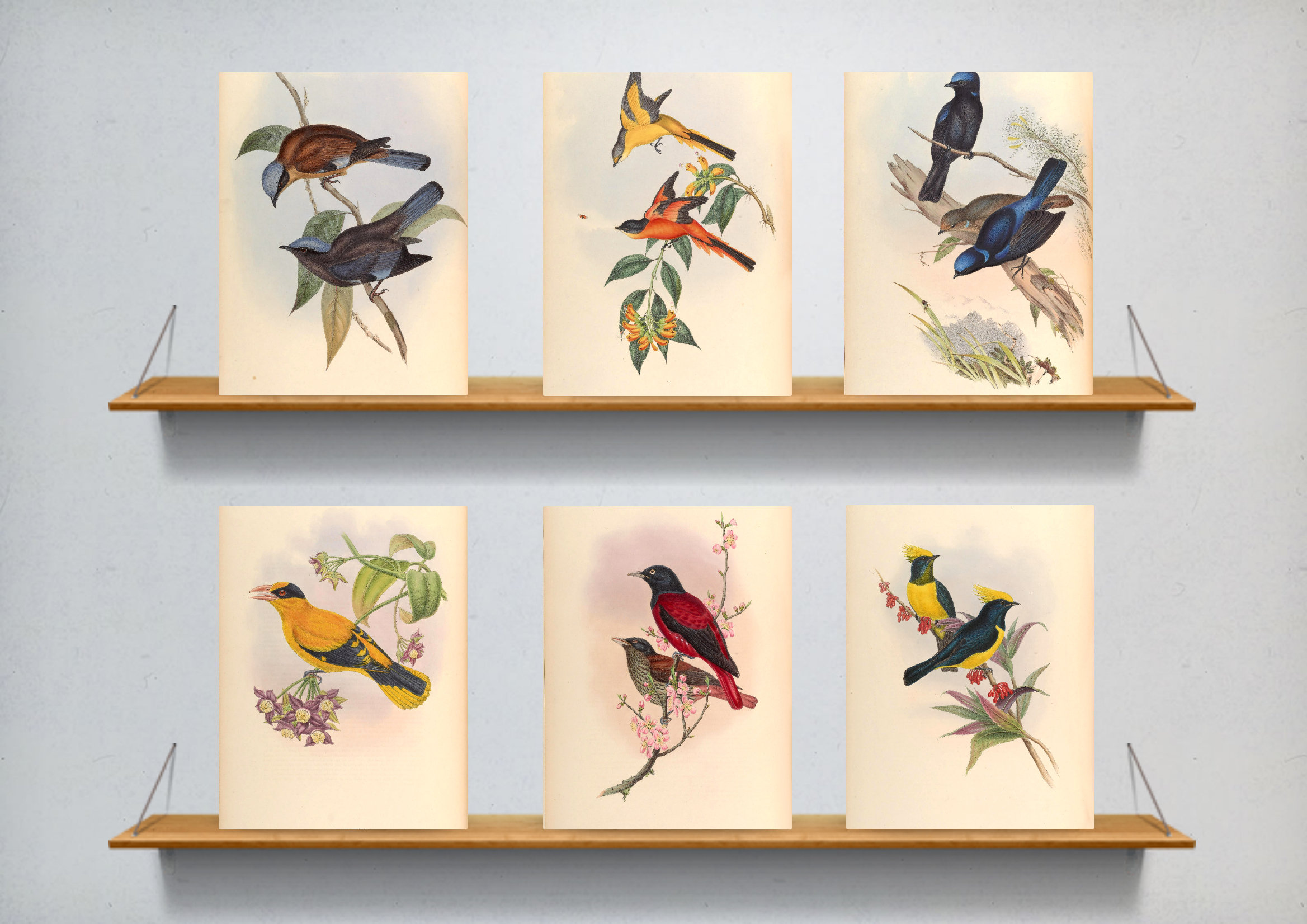 6 X A4 Antique Bird Prints a Set of Six Individual | Etsy