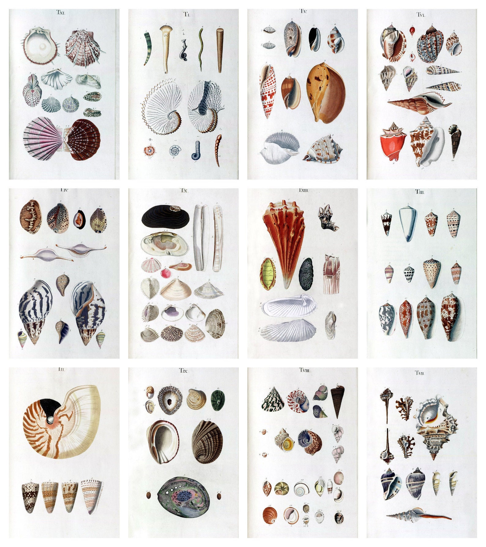 12 X Antique Seashell Postcards a Set of 12 Reproduction Late 18th C ...