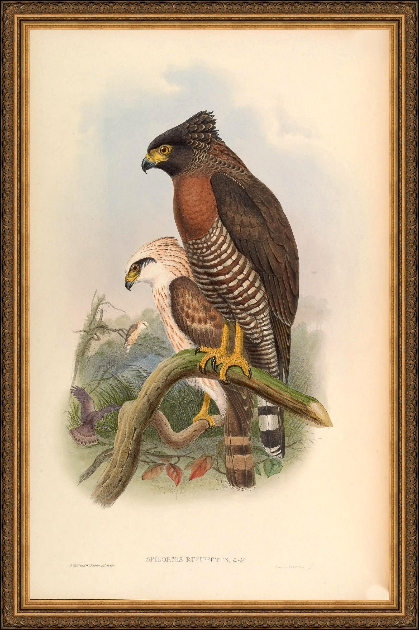 6 x A4 Antique bird prints a set of six individual | Etsy