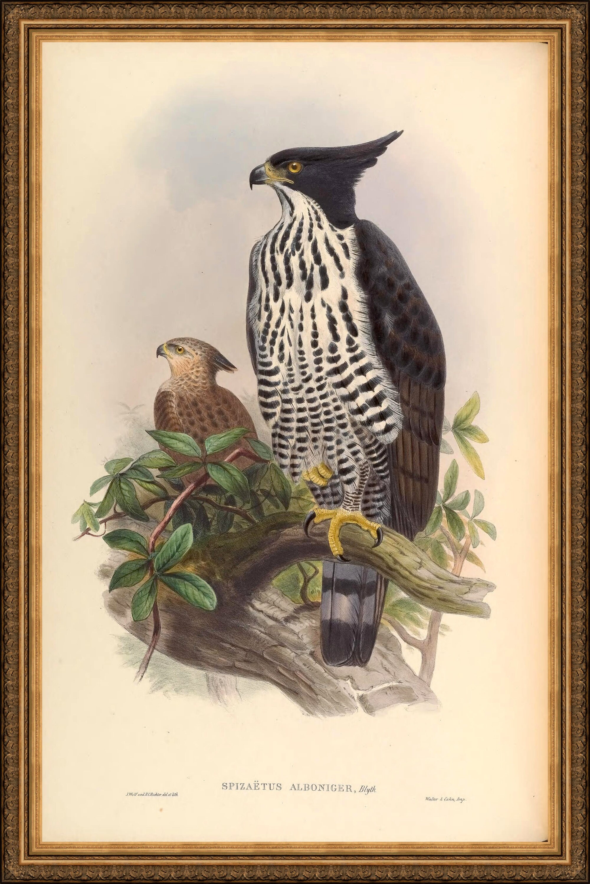 6 x A4 Antique bird prints a set of six individual | Etsy