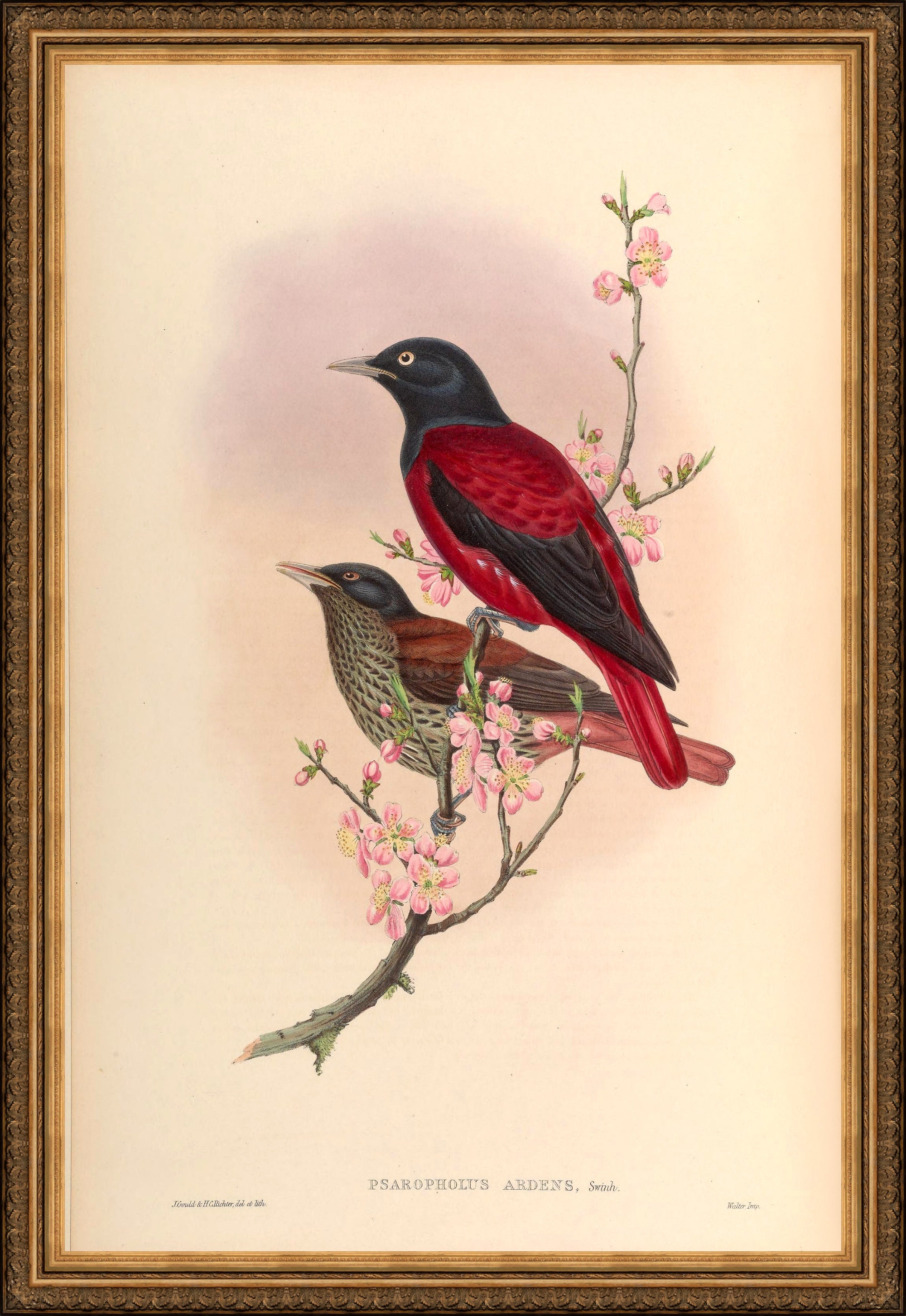 6 X A4 Antique Bird Prints a Set of Six Individual - Etsy