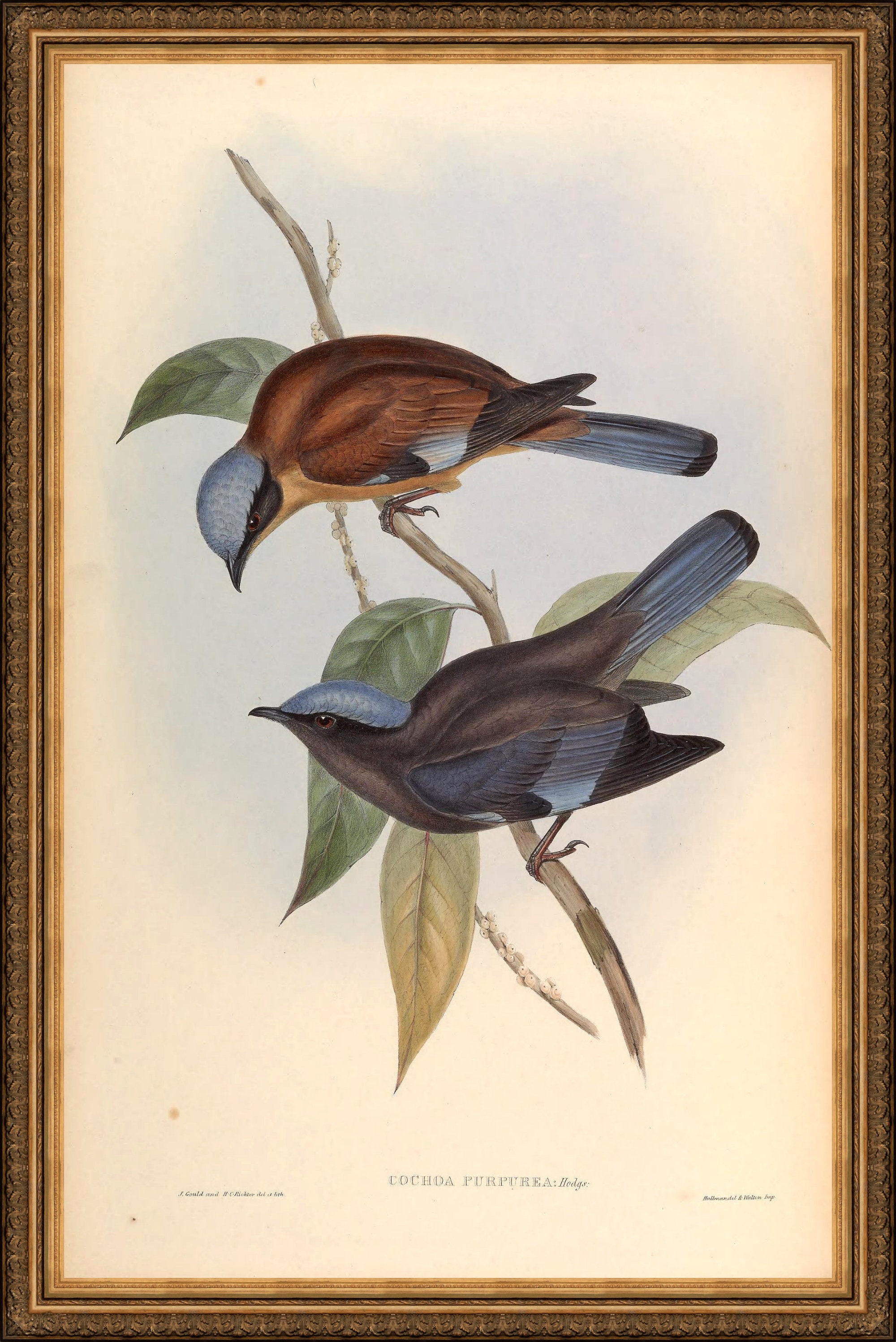 6 X A4 Antique Bird Prints a Set of Six Individual - Etsy