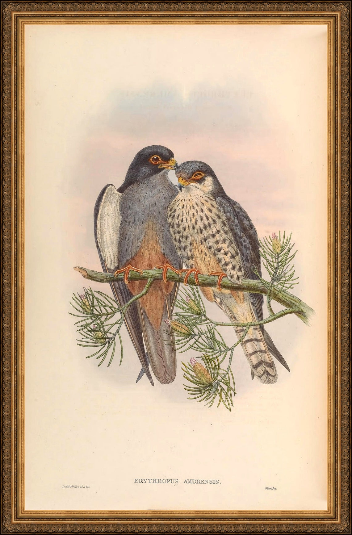 6 x A4 Antique bird prints a set of six individual | Etsy