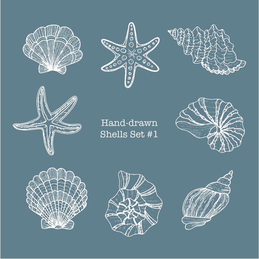 Sea Shells Vector Ocean Sketch EPS Illustration - Etsy