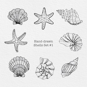 Sea Shells Vector Ocean Sketch EPS Illustration - Etsy