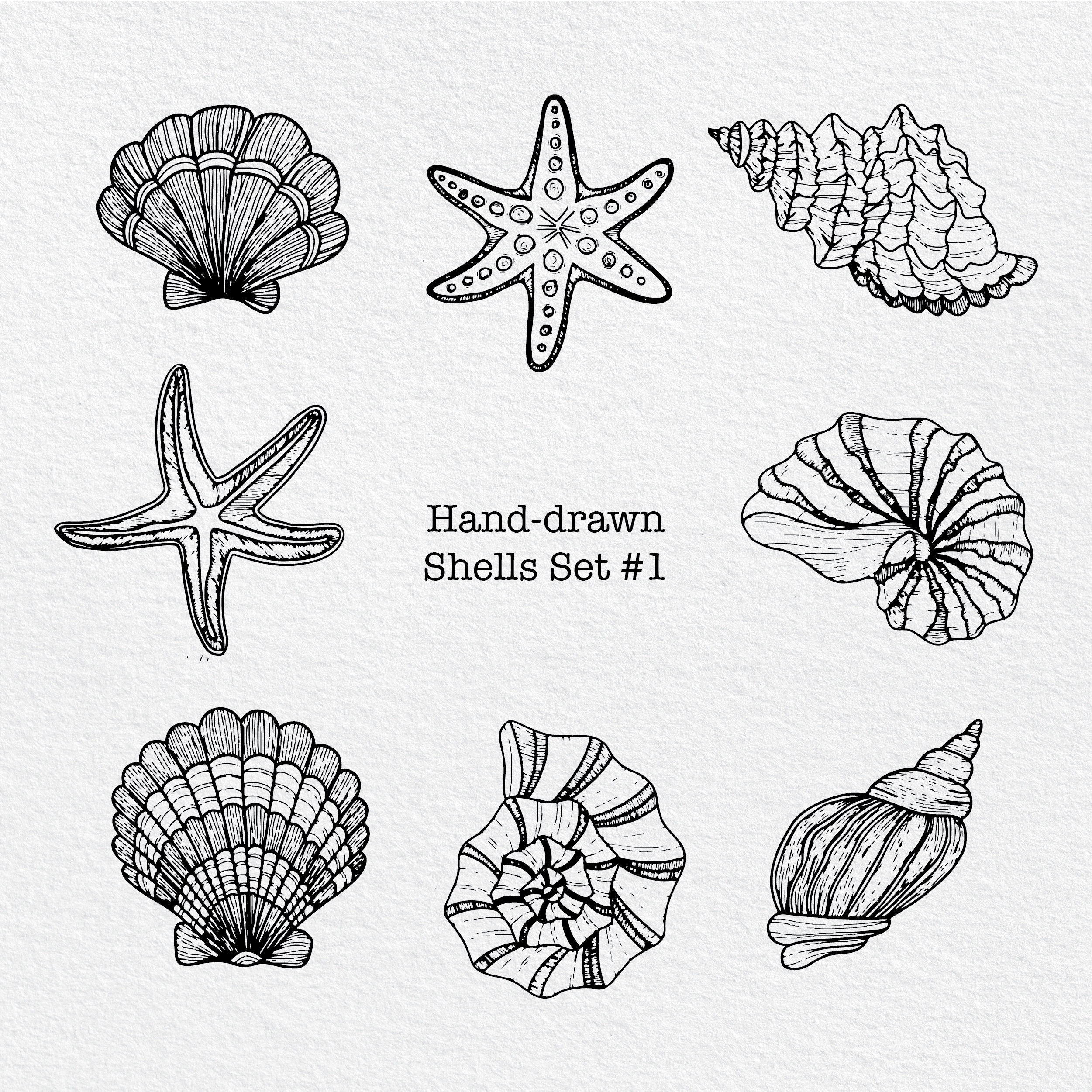 Sea Shells Vector Ocean Sketch EPS Illustration - Etsy