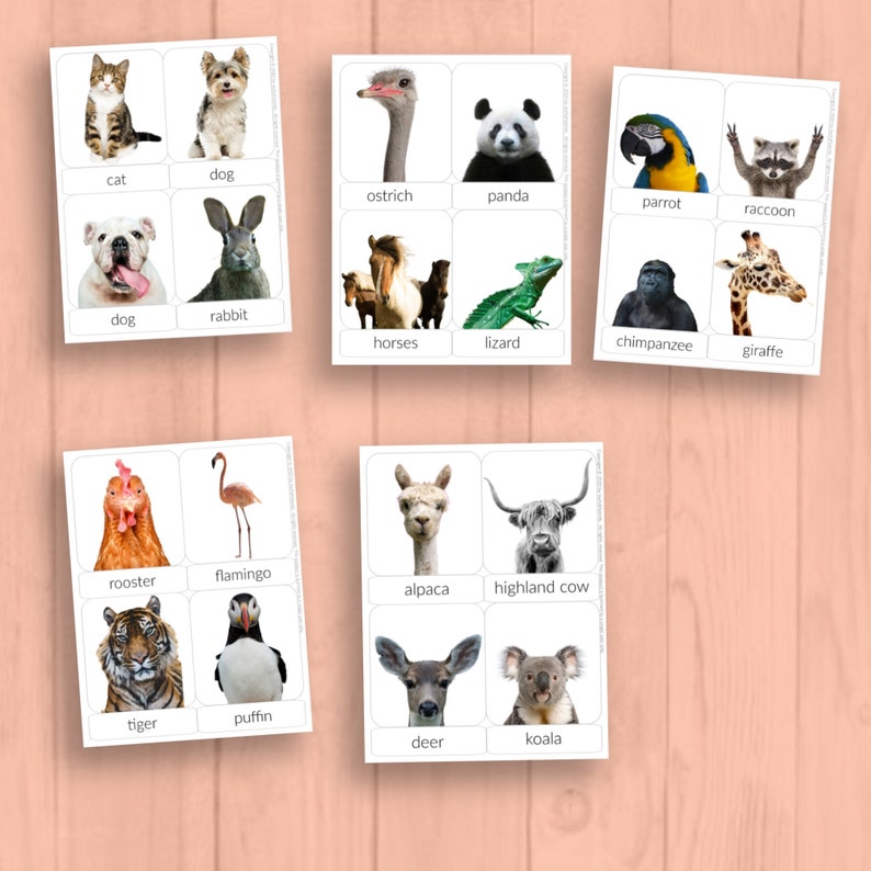 ANIMALS (real Pictures) • Montessori • Doman • Flashcards • Flash Cards ...