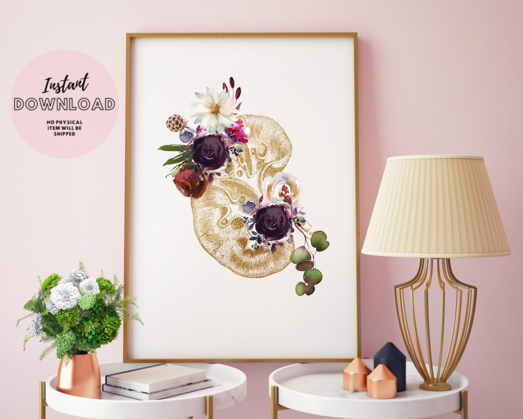 Kidney Anatomy Anatomical Transplant Print Urologist Office Decor ...