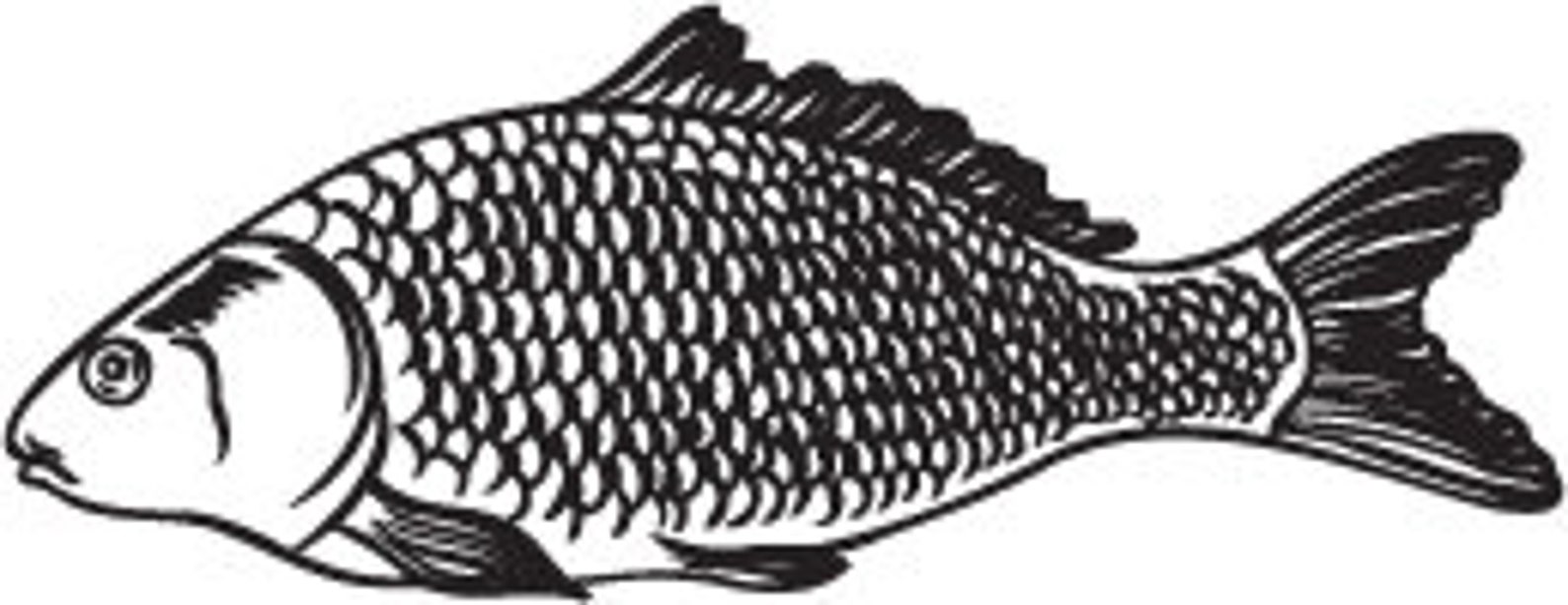 Fish Bundle, SVG, PNG, DXF - Etsy