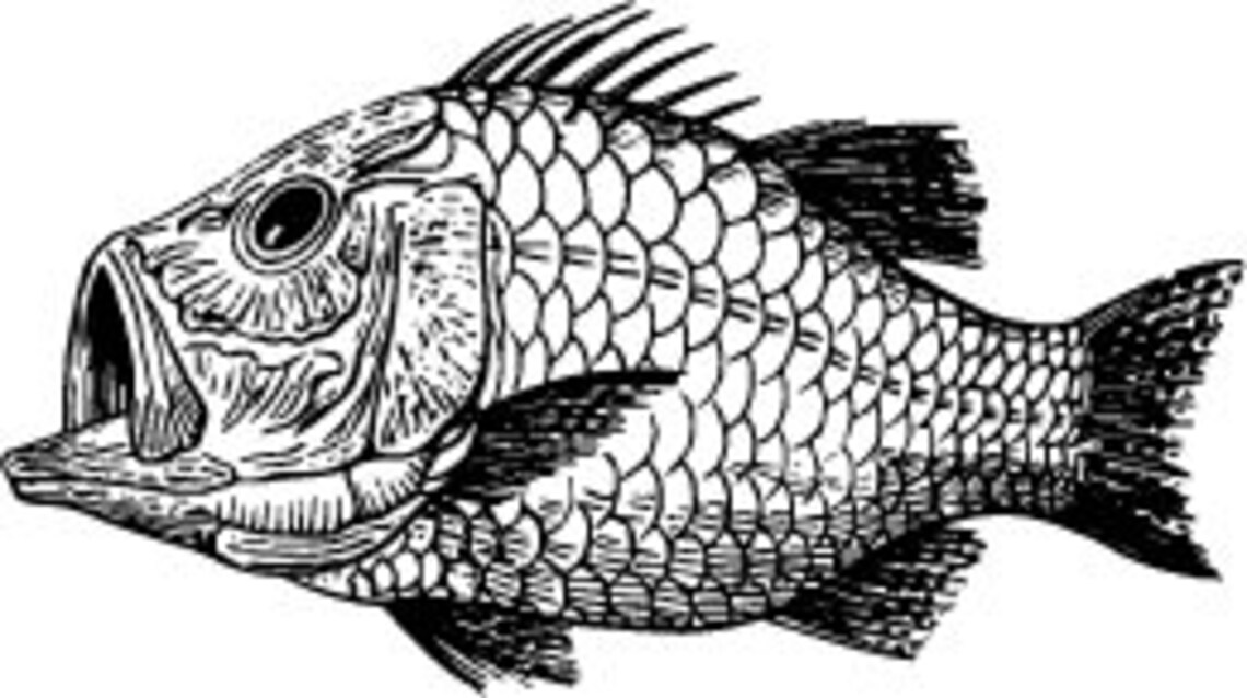 Fish Bundle SVG PNG DXF - Etsy