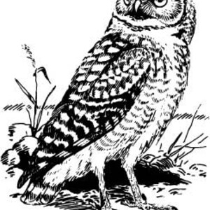 Owl Bundle, SVG, PNG, DXF - Etsy