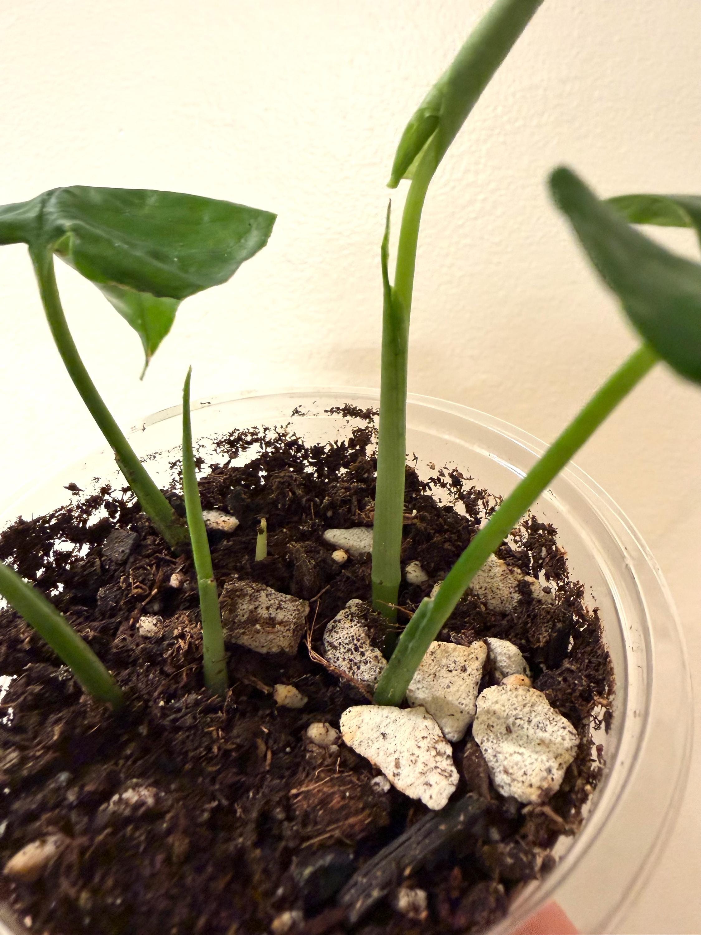 Monstera Membranacea - 3 Plants in Pot - Etsy