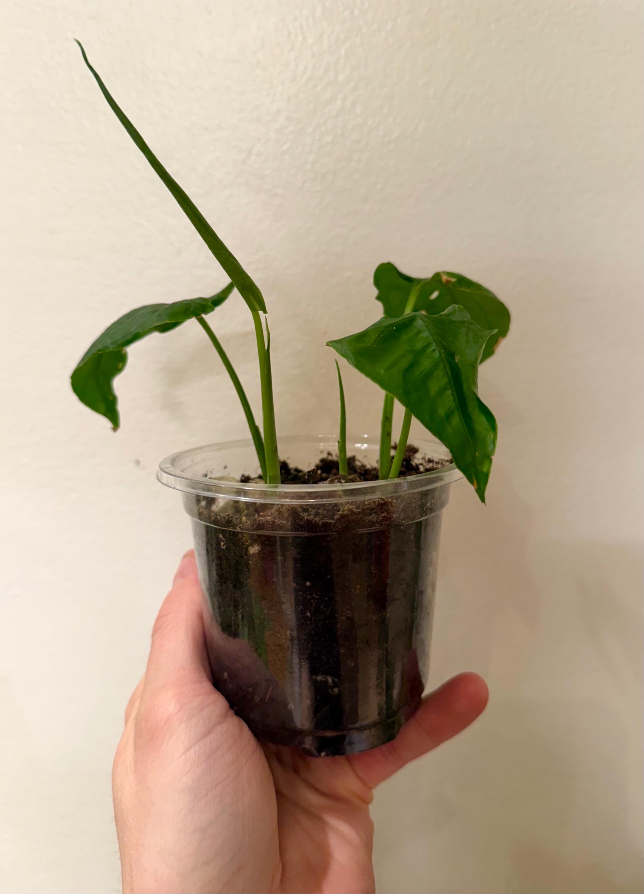 Monstera Membranacea - 3 Plants in Pot - Etsy