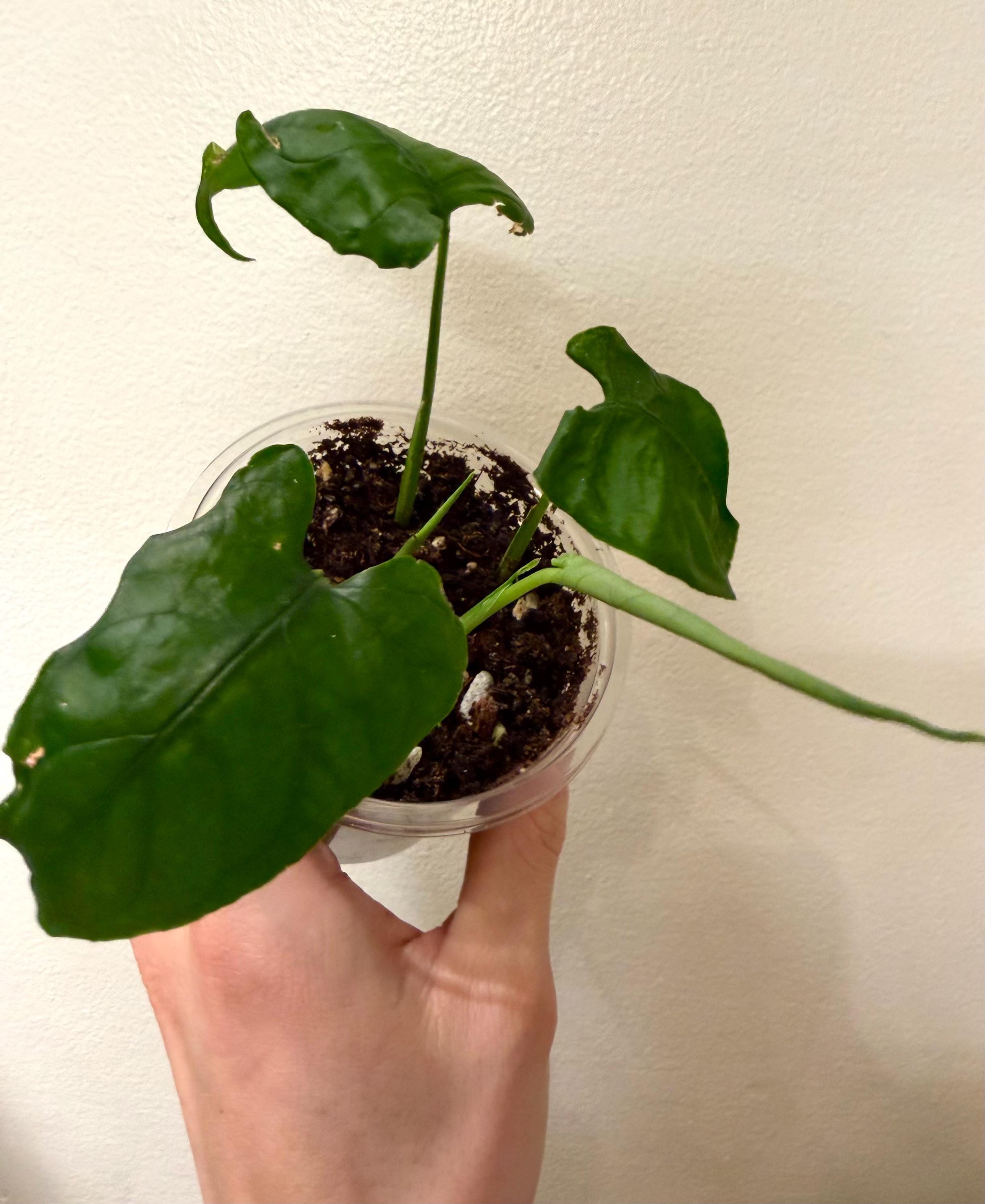 Monstera Membranacea - 3 Plants in Pot - Etsy