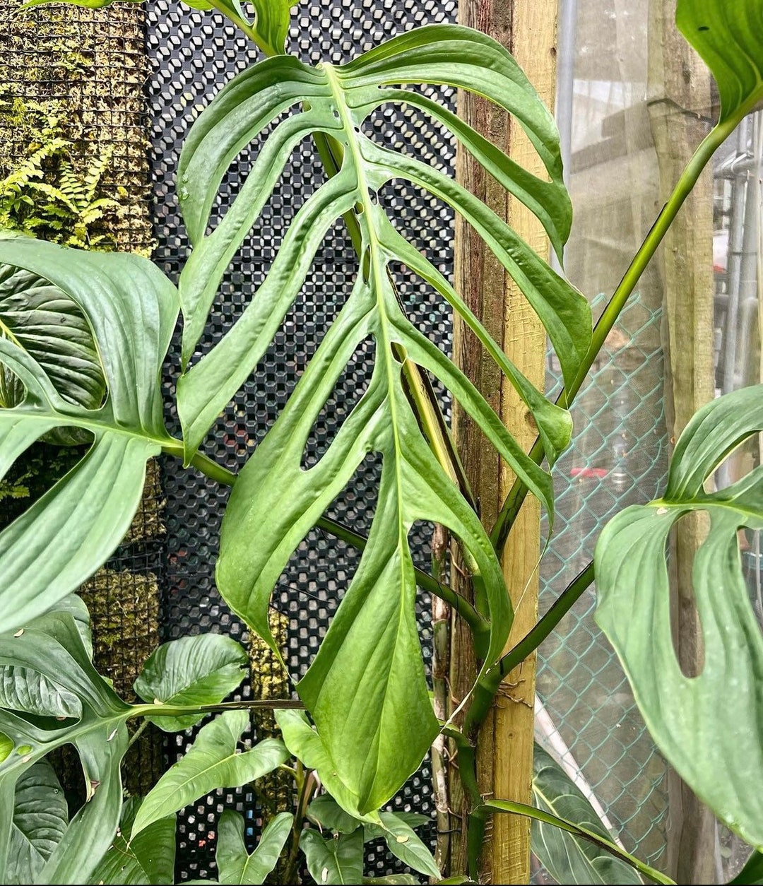 Monstera Praetermissa Starters (multiple Plants!) - Etsy